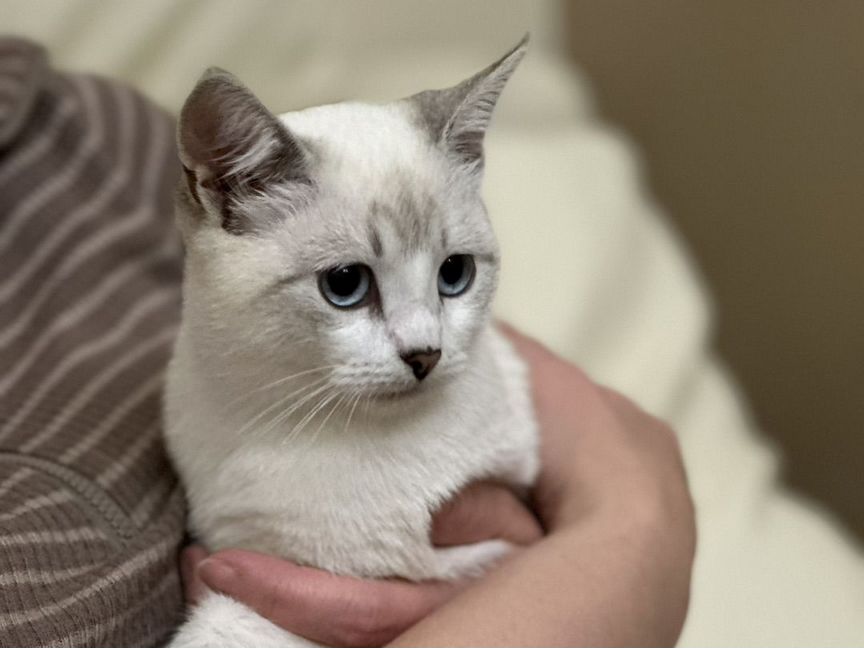 Кошечка Прыгунья 5 месяцев ищет семью