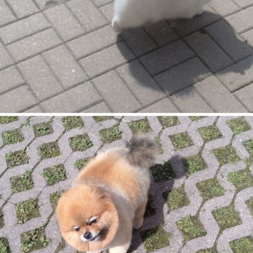 Померанский шпиц, взрослая собака