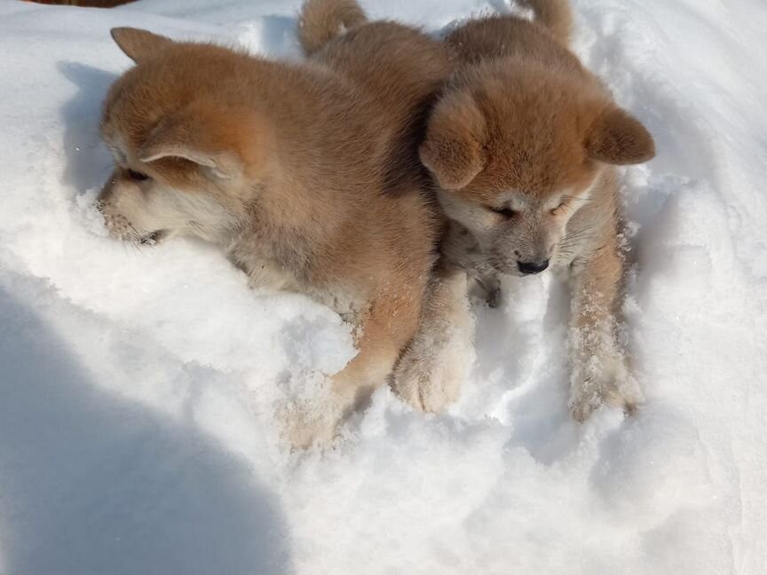 Щенки акита ину