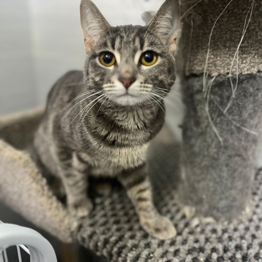 Кошечка привитая ласкушка