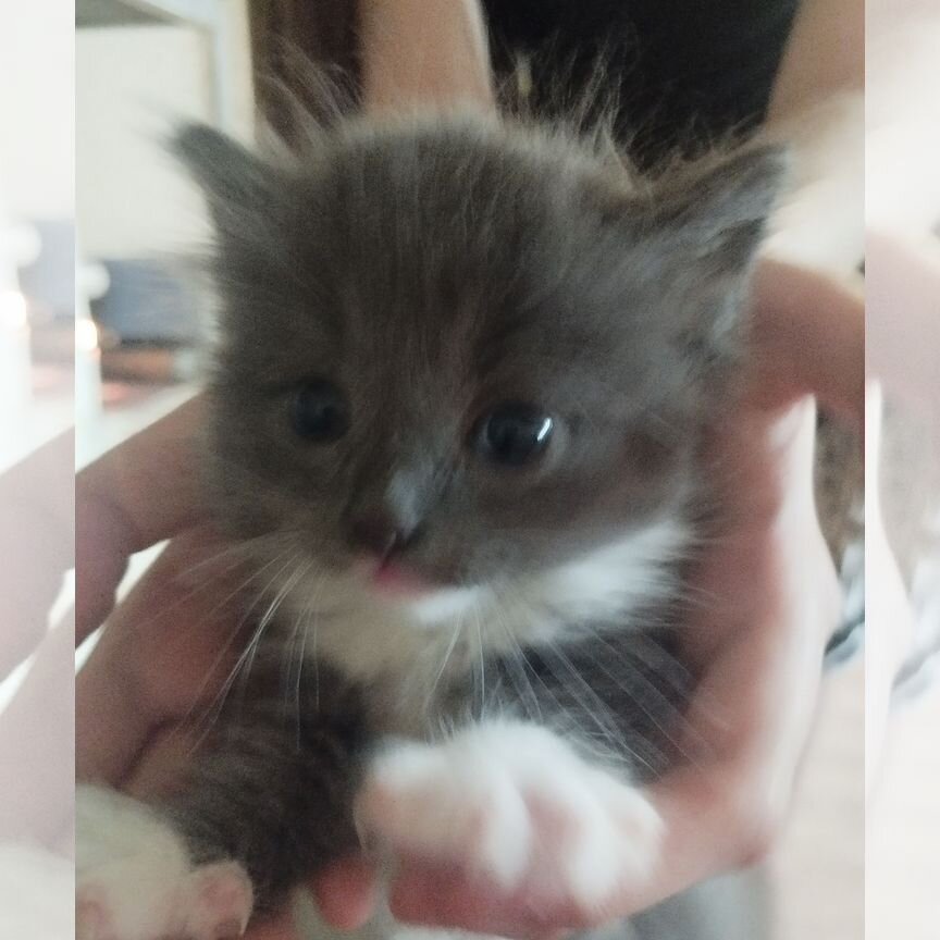 Американский кёрл длинношёрстный котёнок