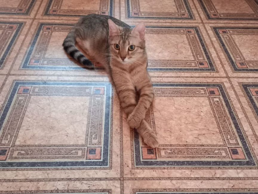 Отдам в добрые руки кошку Рысю