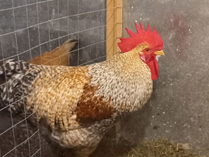 Петушки Билефельдер 5 мес. Только