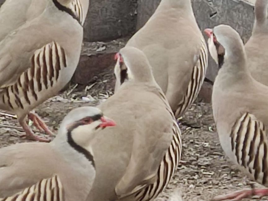Азиатский кеклик и серая куропатка
