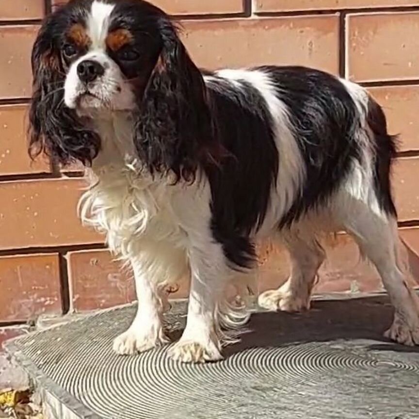 Кавалер Кинг Чарльз спаниель