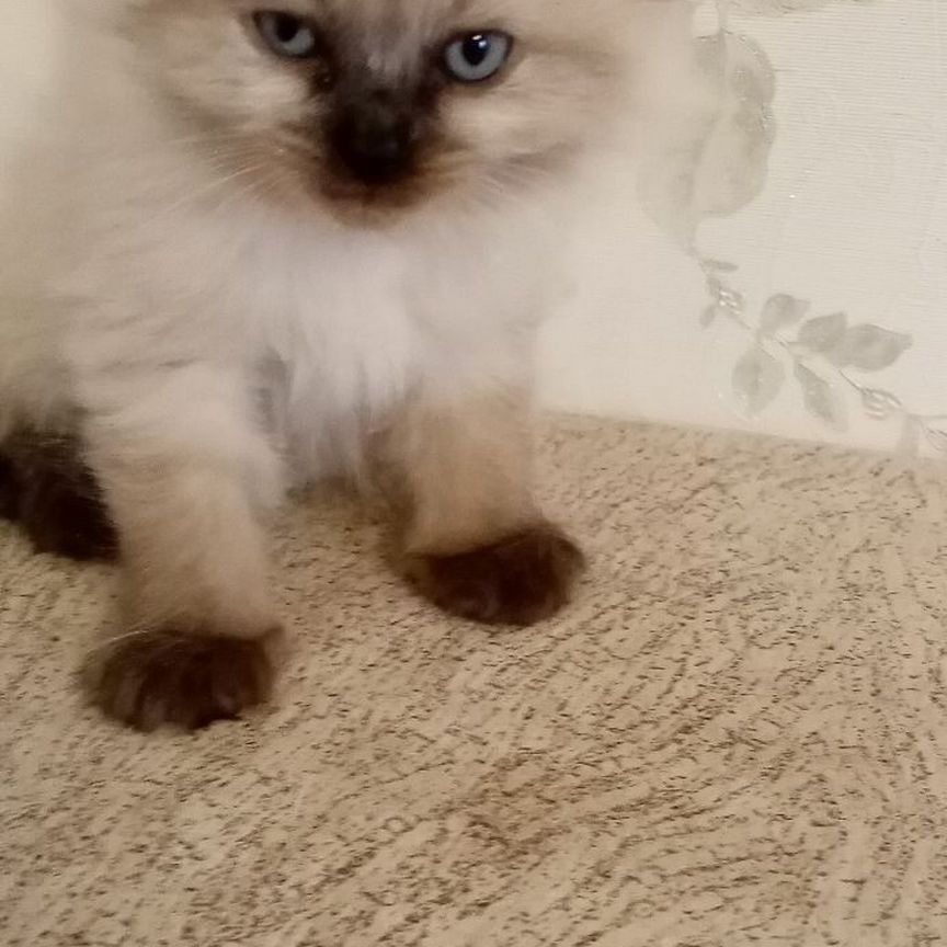 Тайские котята
