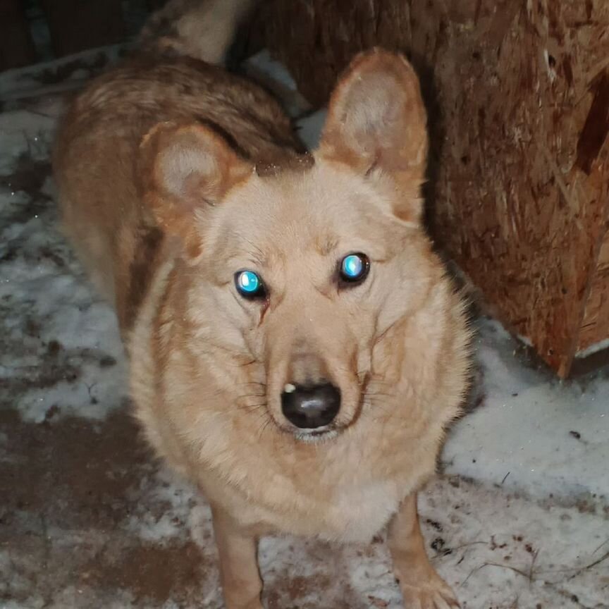 Взрослая собака в добрые руки