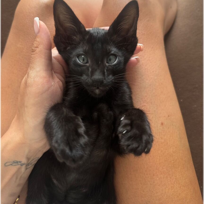 Ориентальный котёнок
