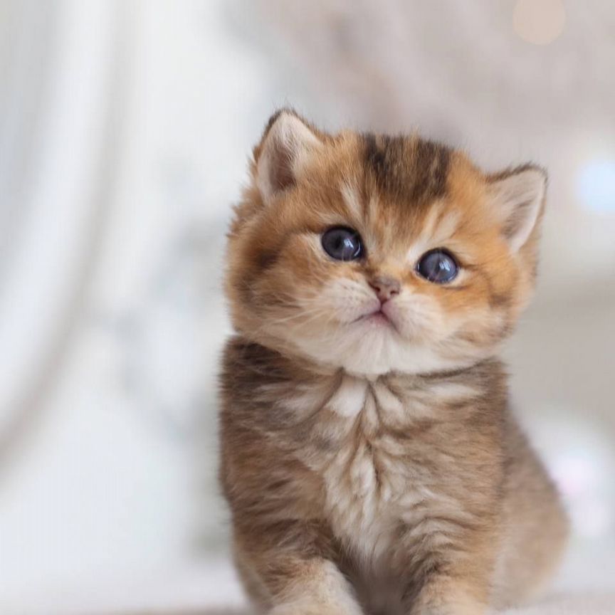 Британская девочка Кнопа