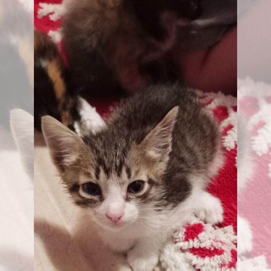 Котята в добрые руки за 1 рубль
