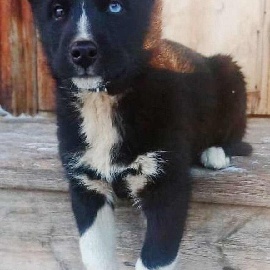 Малышка в добрые руки