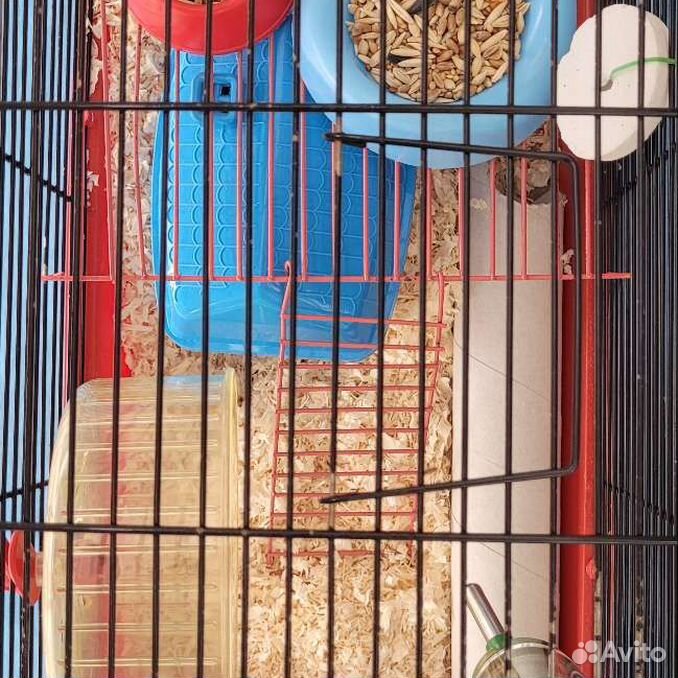 Хомячок с клеткой