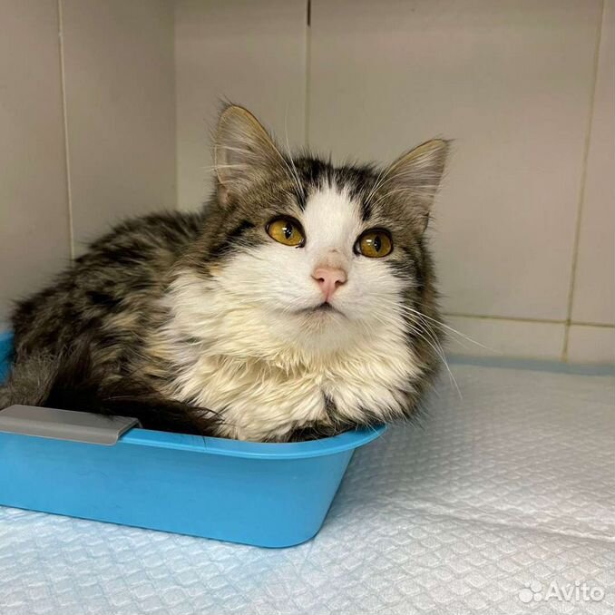 Котик Пушок в добрые ручки