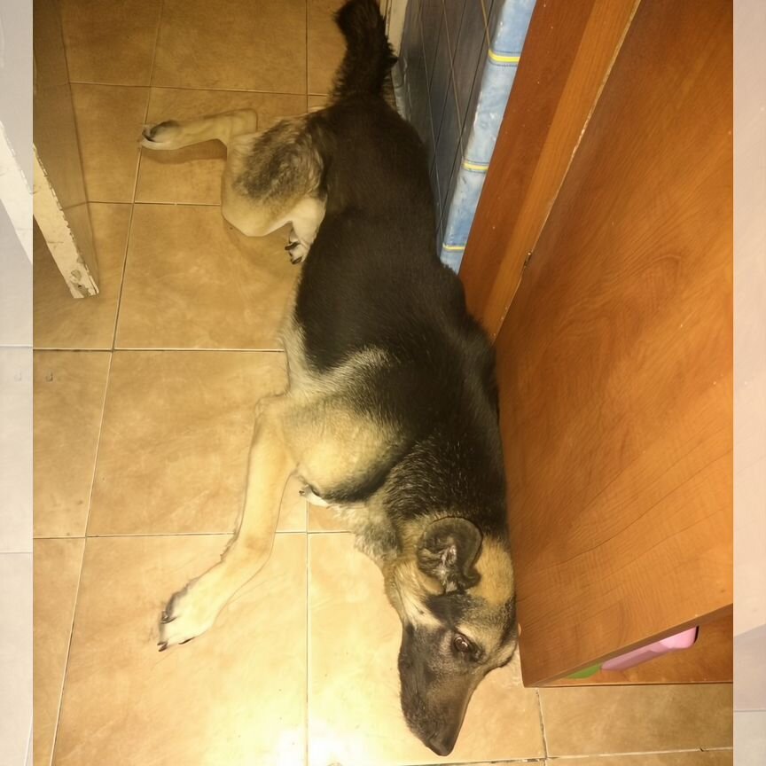 Восточноевропейская овчарка, взрослый пёс