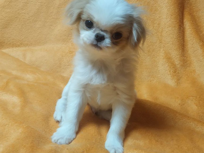 Японский хин