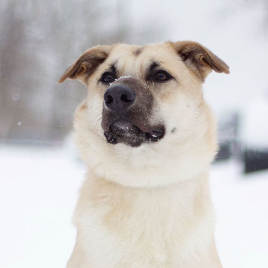 Собака в добрые руки отдам бесплатно