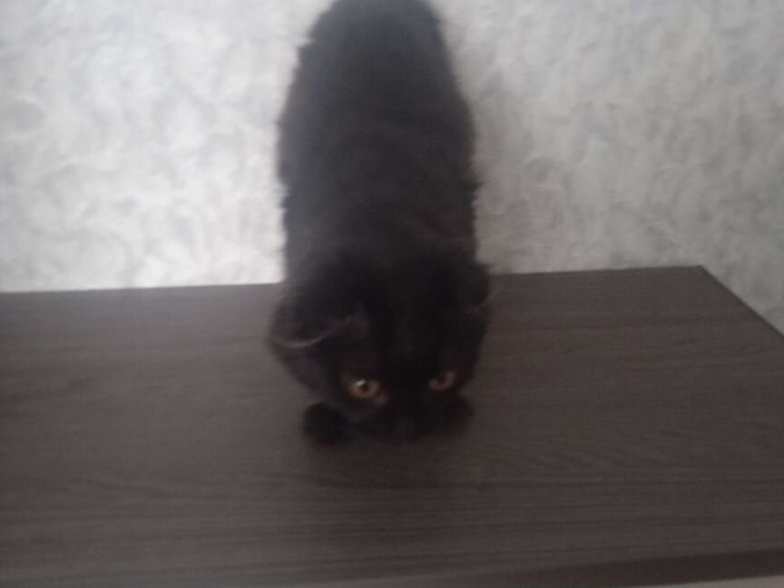 Веслаухий Шотландец