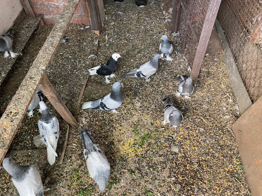 Голуби Турецкая такла молодежь 2024