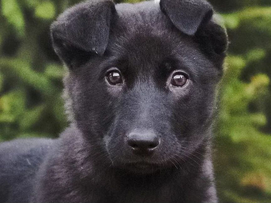 Блэки, в добрые руки