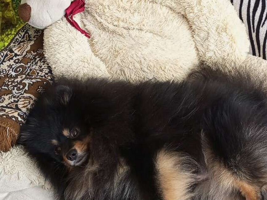 Ищим подружку для случки