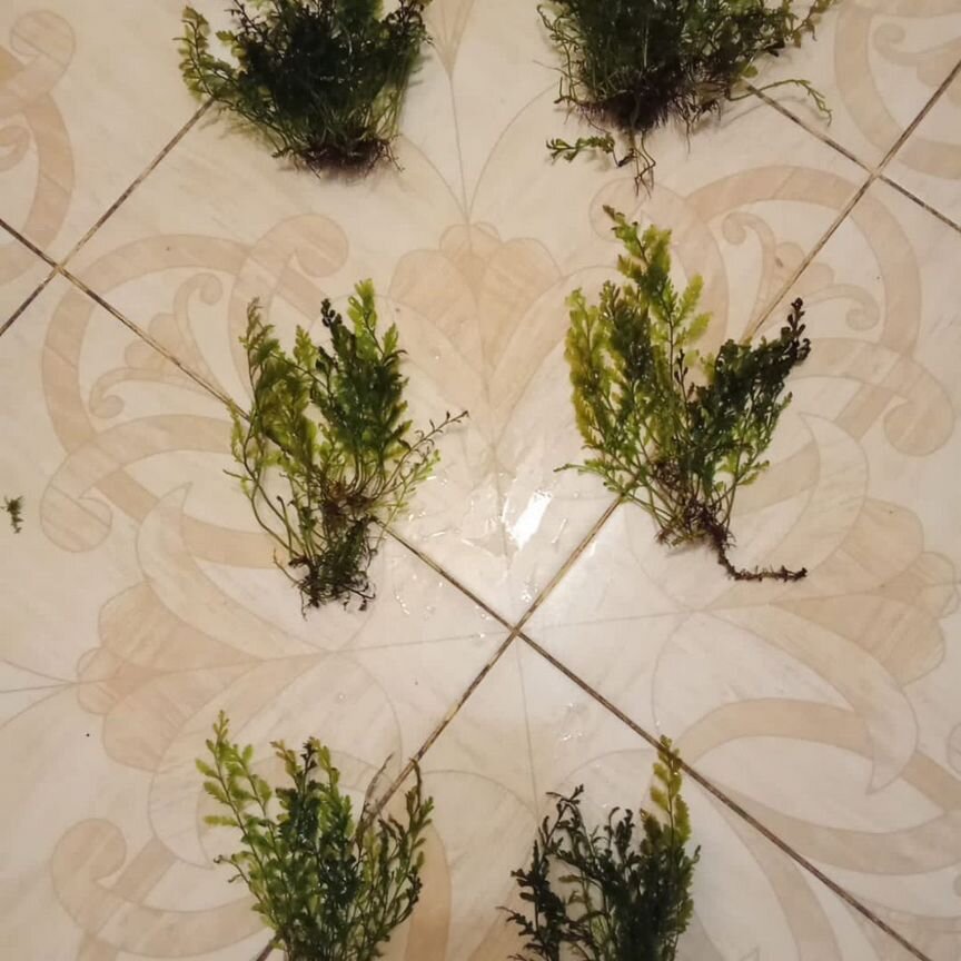 Папоротник болбитис