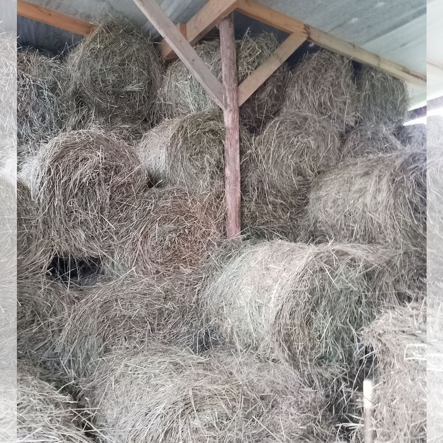 Сено в рулонах