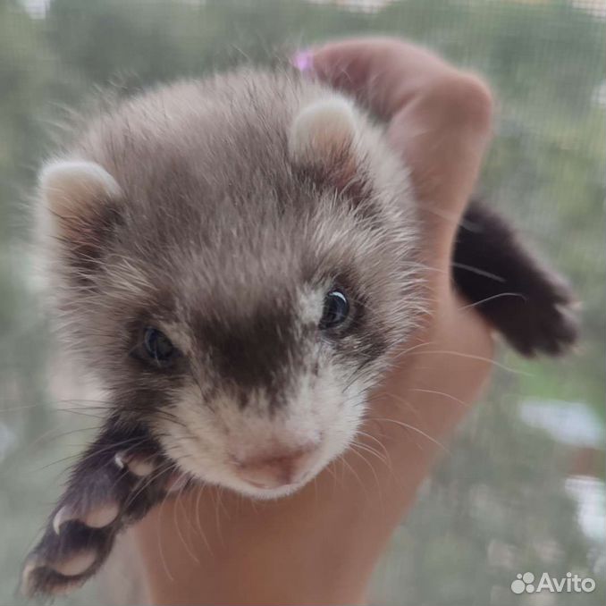 Домашний хорек