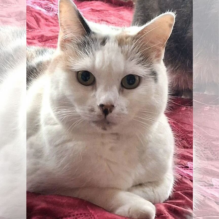 Взрослая, кошка в добрые руки