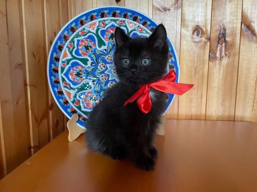 Котенок мальчик от домашней кошки в добрые руки