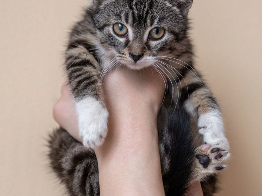 Британи счастливая