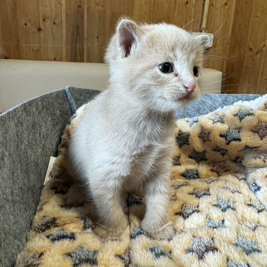 Котята в добрые руки, 1 месяц