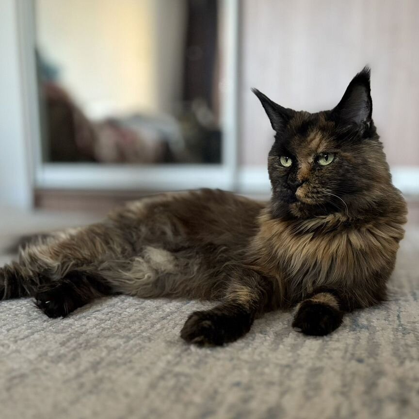 Мейн-кун, взрослая кошка