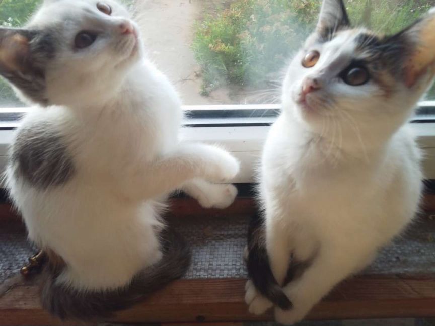 Кошка