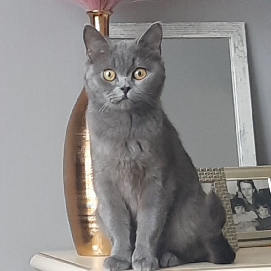 Кошечка молодая породистая