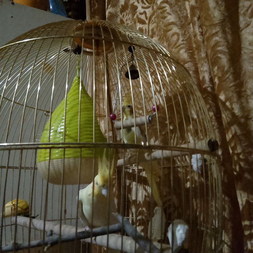 Попугай карелла пара