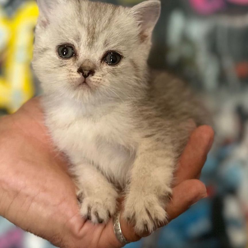Манчкин котёнок