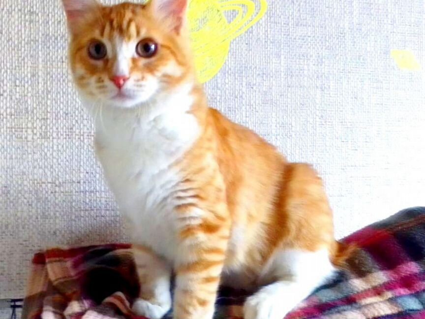 Бесхвостик котик ищет доброе сердце