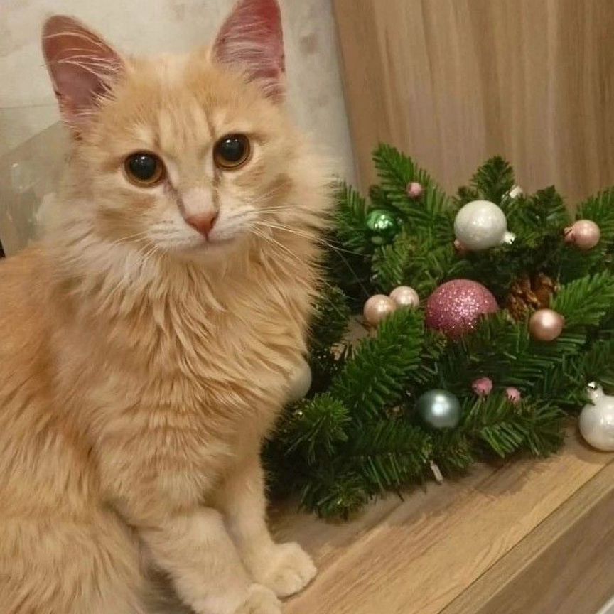 Игривая кошечка Пеппи., 10 месяцев