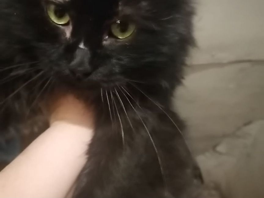 Котик в добрые ручки