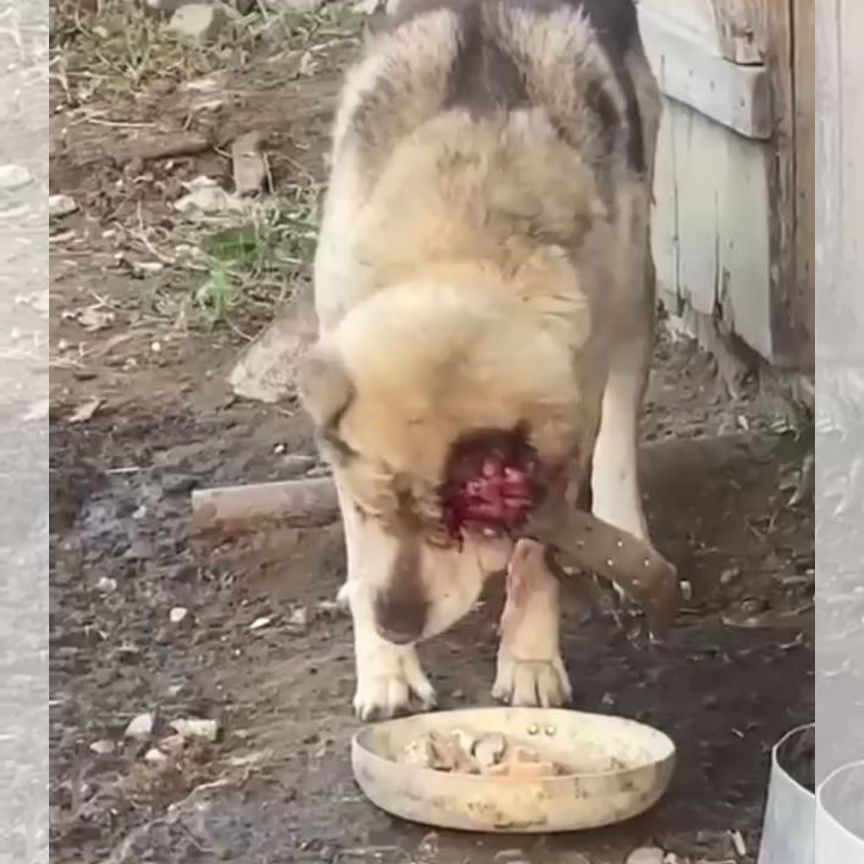 Взрослая собака в добрые руки