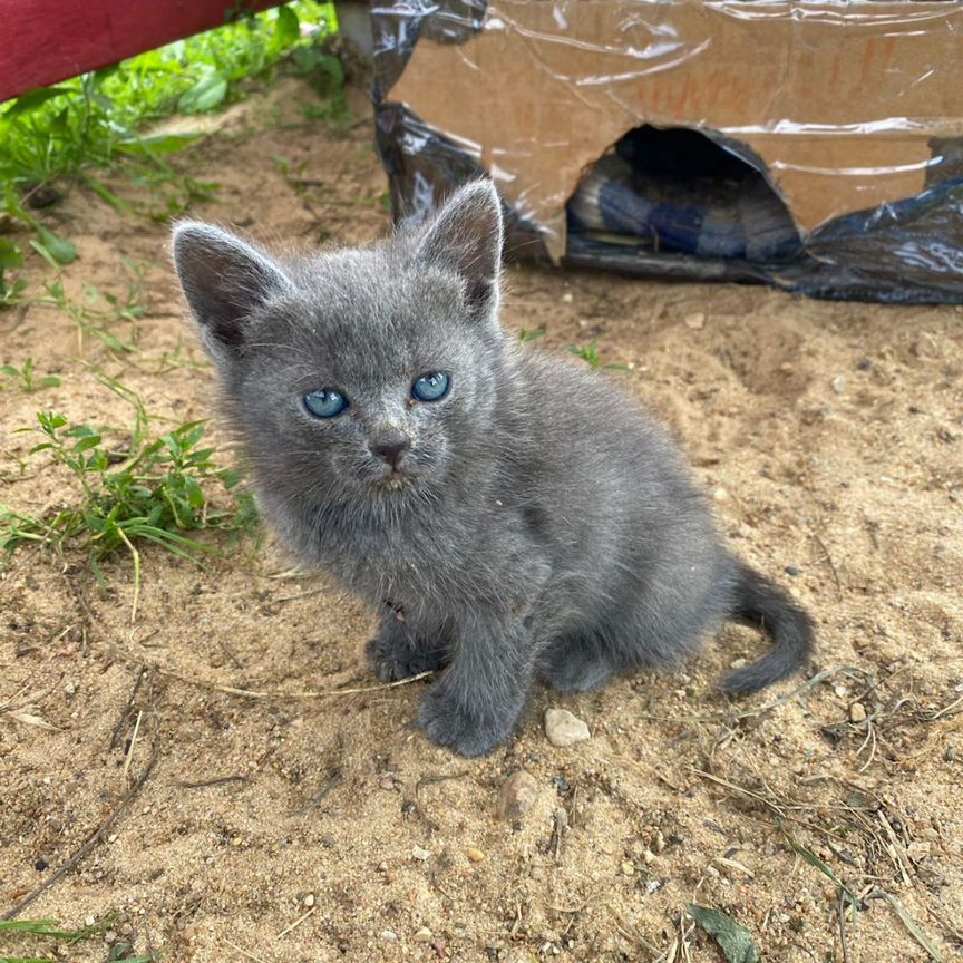 Котята в добрые руки бесплатно