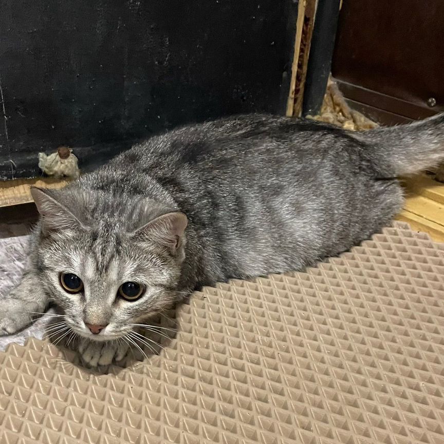 Шотландский прямоухий котенок