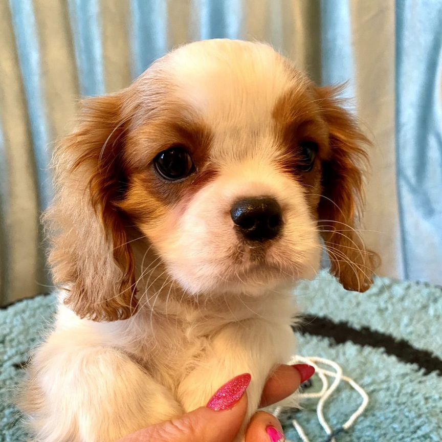 Кавалер кинг-чарльз-спаниель, щенок