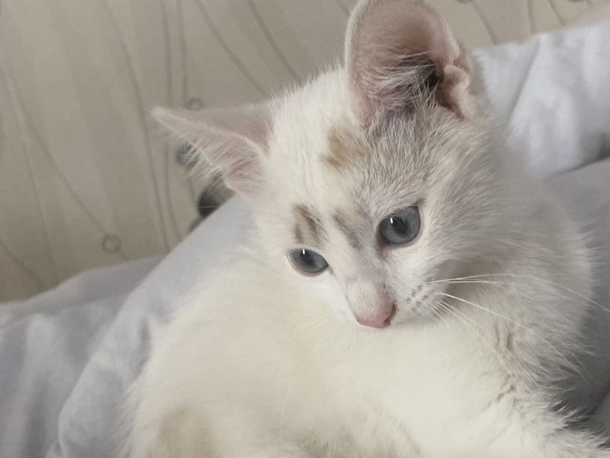 Котенок мальчик