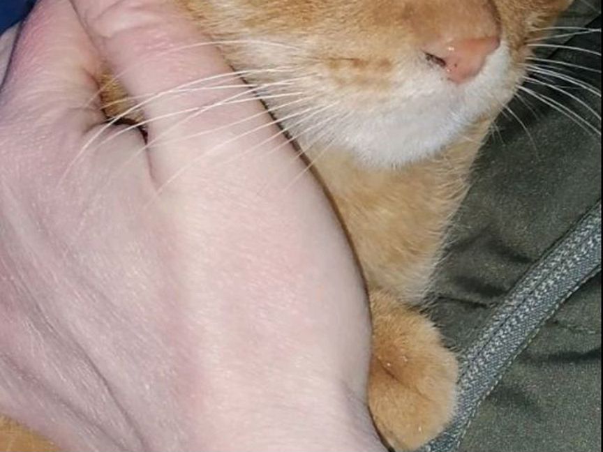 Кисонька ищет дом