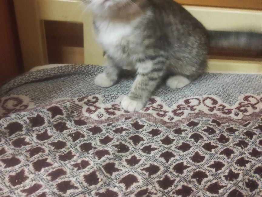 Котята 23.09.23