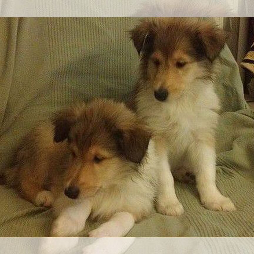 Щенки Колли