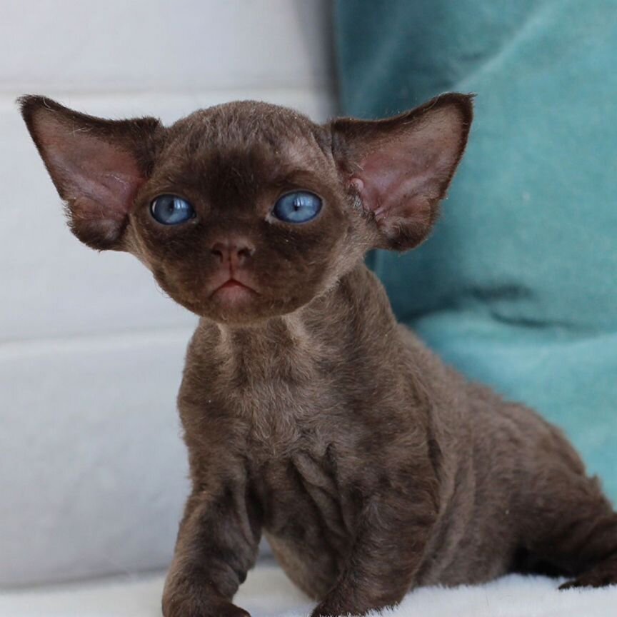 Девон-рекс котёнок