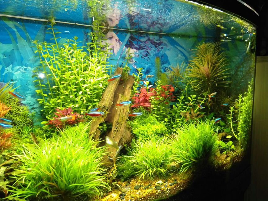 Аквариумные растения