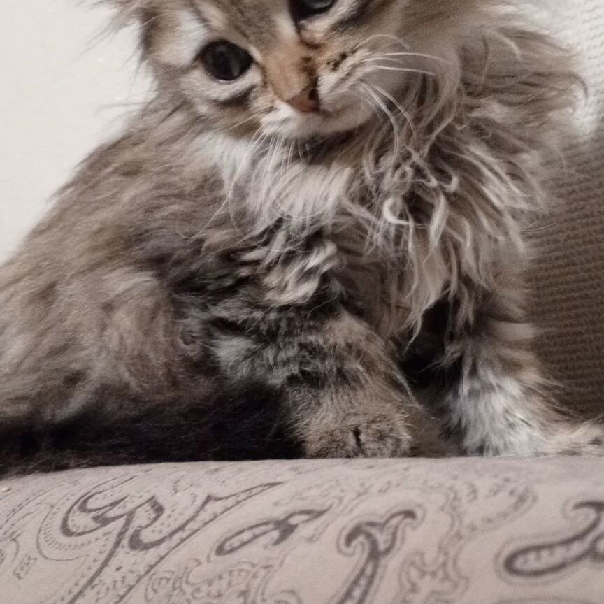 Отдам кошечку в добрые руки